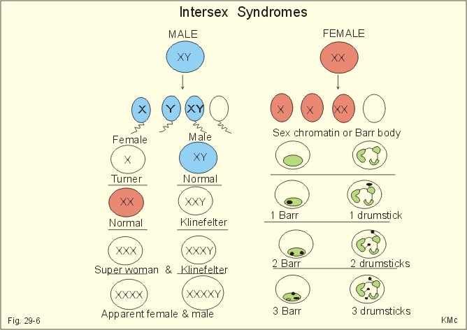 Sex Chromatin Meddic